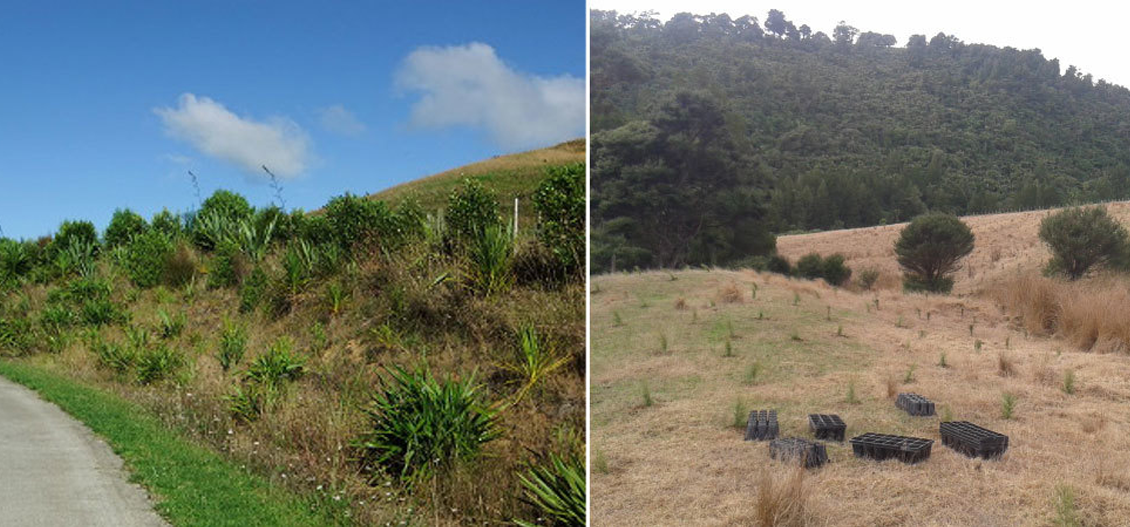 Revegetation Contractors Auckland | Erosion Control Services