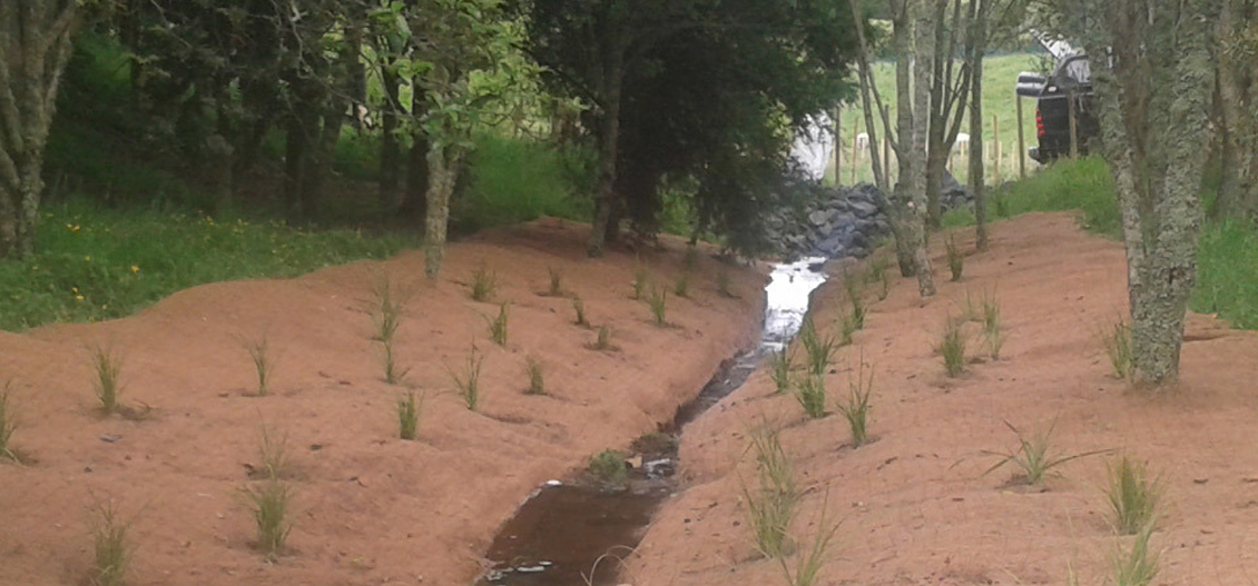 Wetland Planting Auckland, West Auckland, North Shore