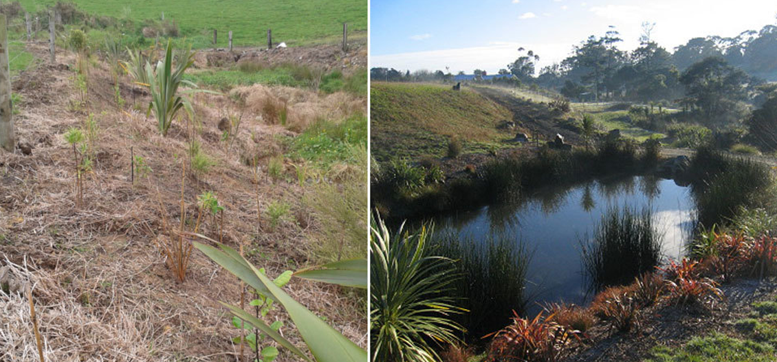 Wetland Planting Auckland, West Auckland, North Shore