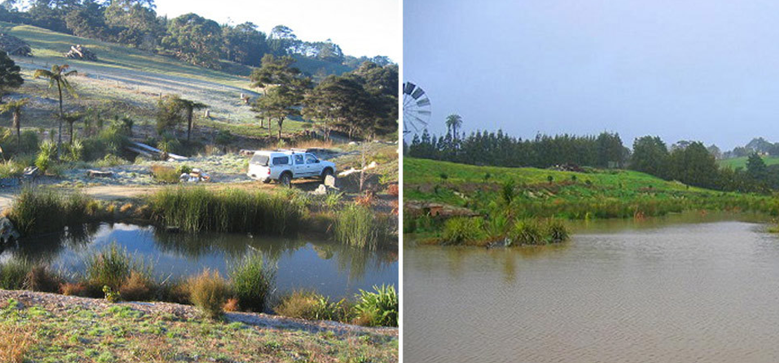 Wetland Planting Auckland, West Auckland, North Shore