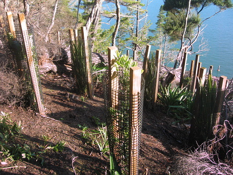Wetland Planting Auckland, West Auckland, North Shore