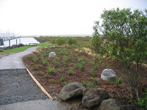 Wetland Planting Auckland, West Auckland, North Shore